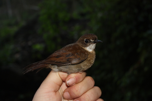 Lesser Ground-Robin (Amalocichla incerta) · iNaturalist