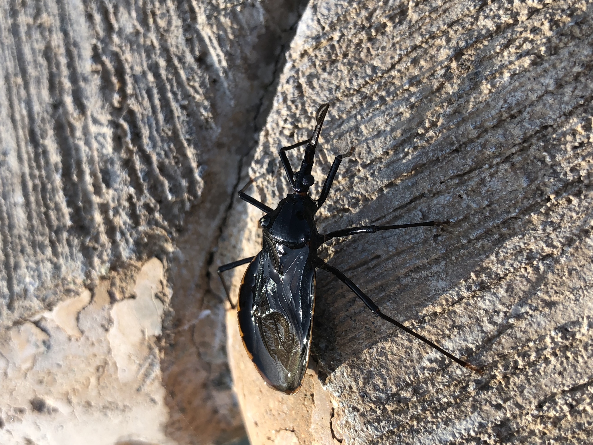 Triatoma recurva (Stål, 1868)