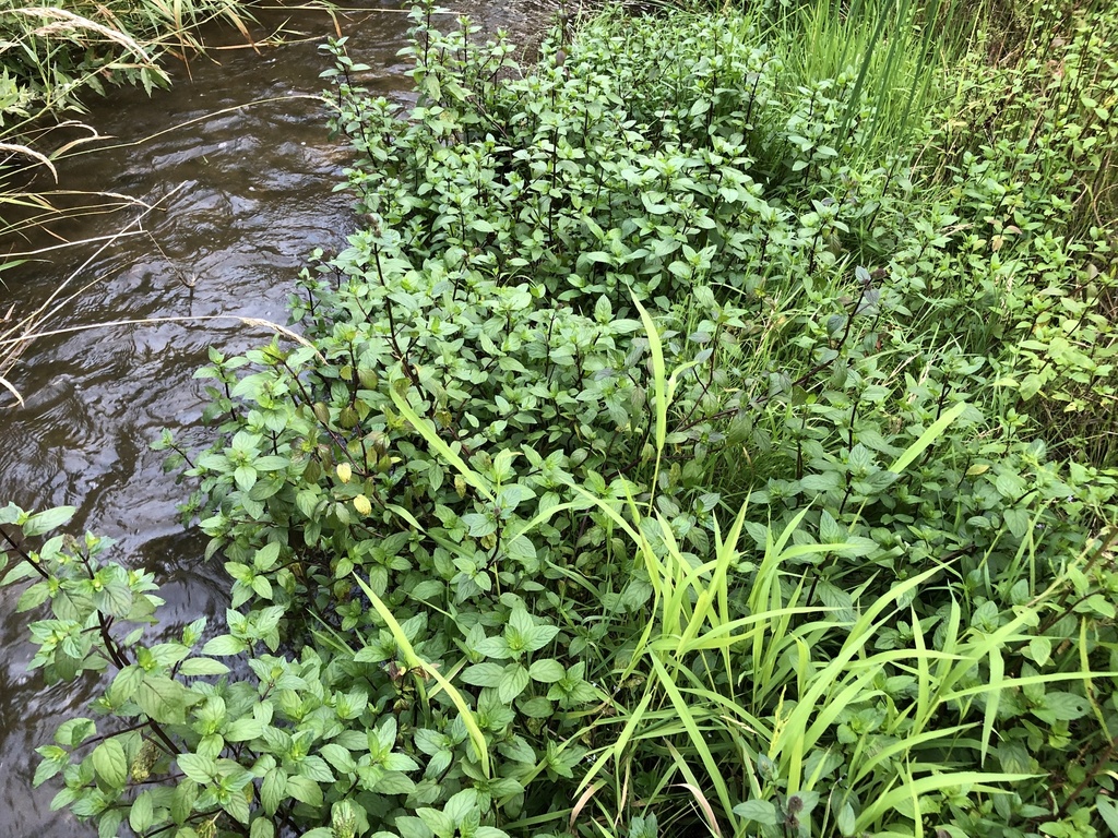 Peppermint in August 2021 by Caleb Scholtens · iNaturalist