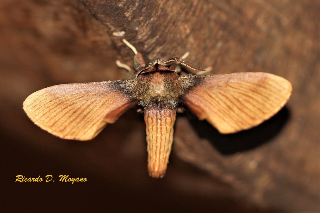 Arotros moseri (Panambi Guaçu) · iNaturalist