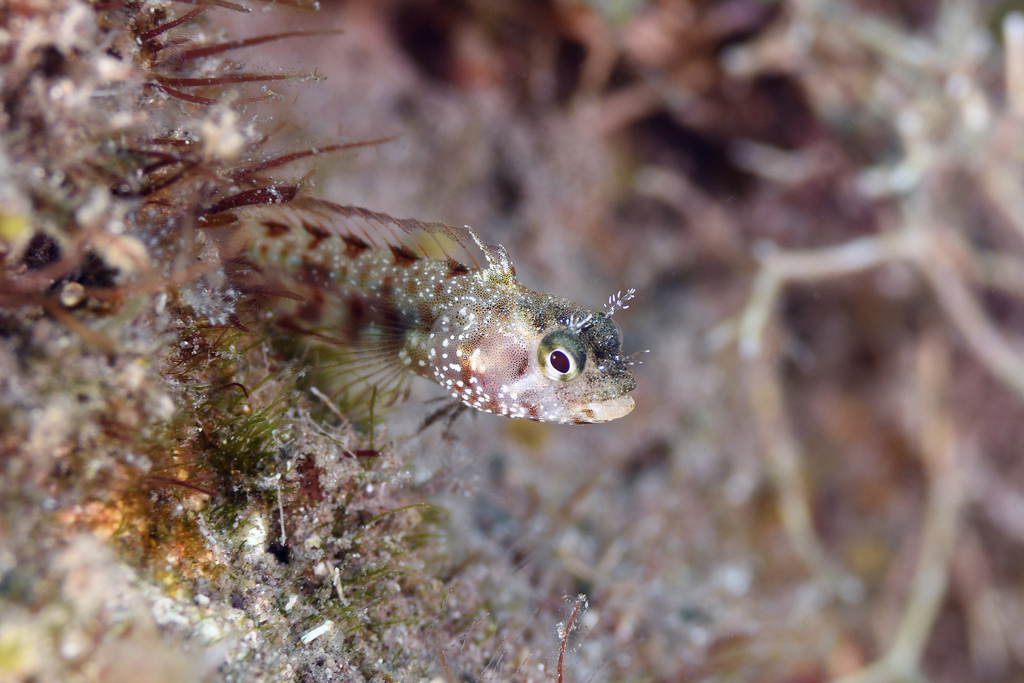 Spinyhead Blenny (Acanthemblemaria spinosa) - Marine Life Identification