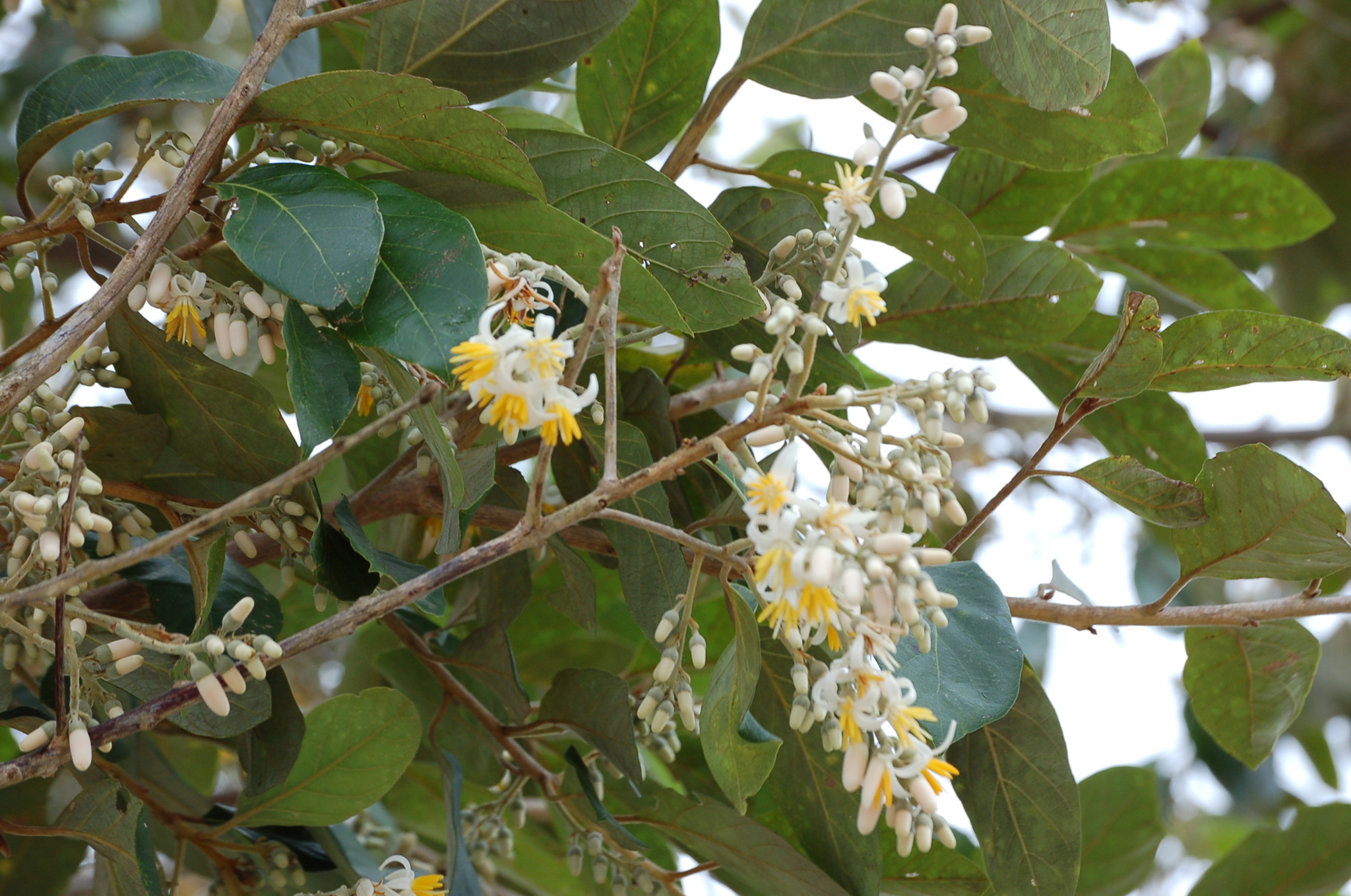 Styrax argenteus C.Presl