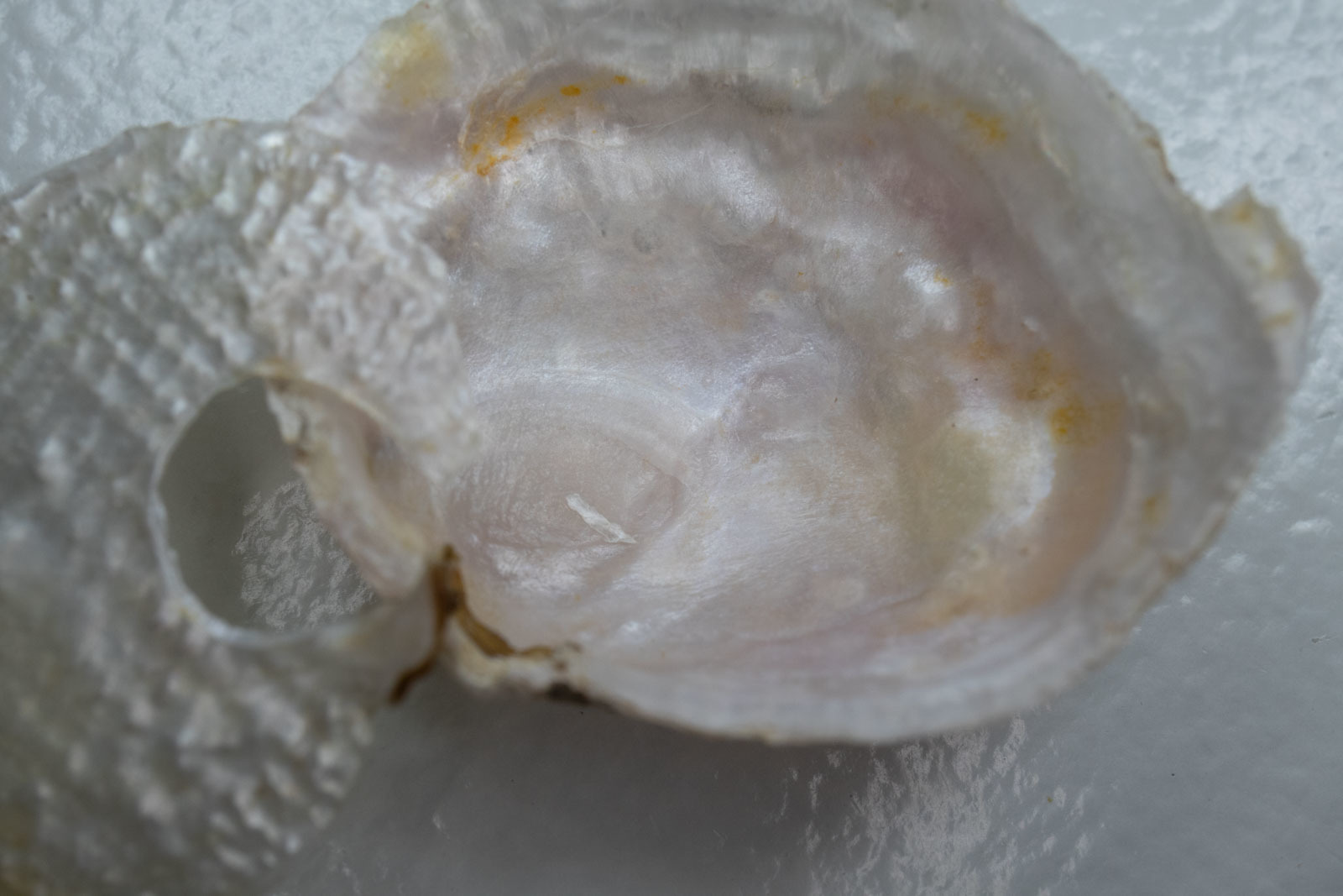 Heteranomia squamula (Linnaeus, 1758)