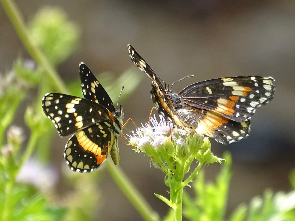 Bordered Patch from 9641 on September 08, 2021 at 04:16 PM by ...