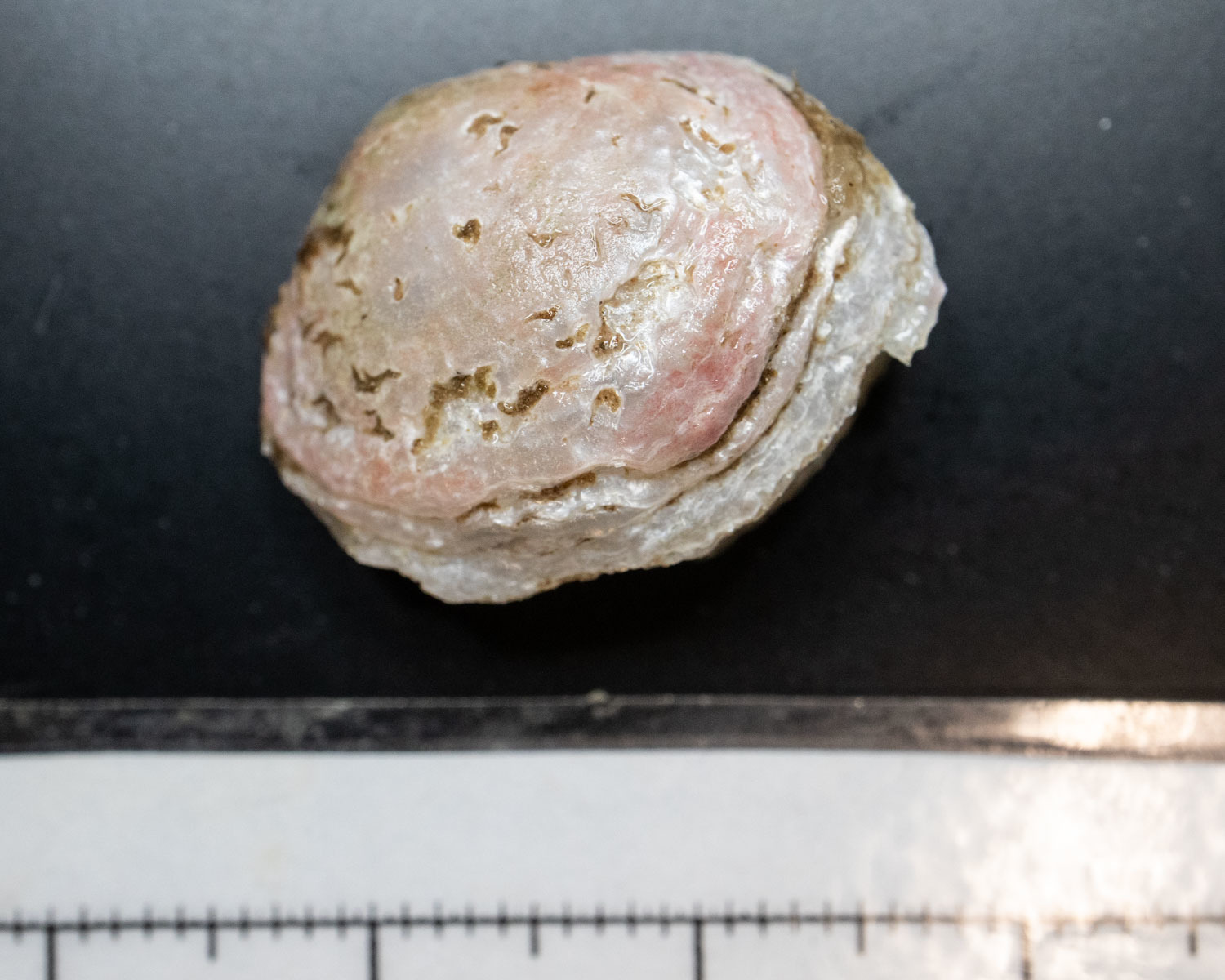 Heteranomia squamula (Linnaeus, 1758)