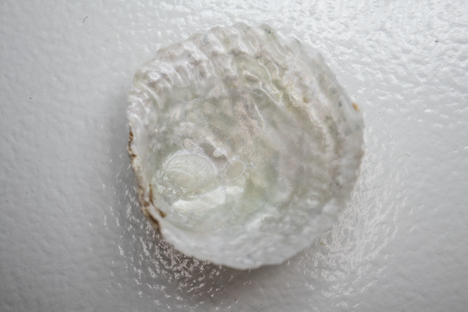 Heteranomia squamula (Linnaeus, 1758)