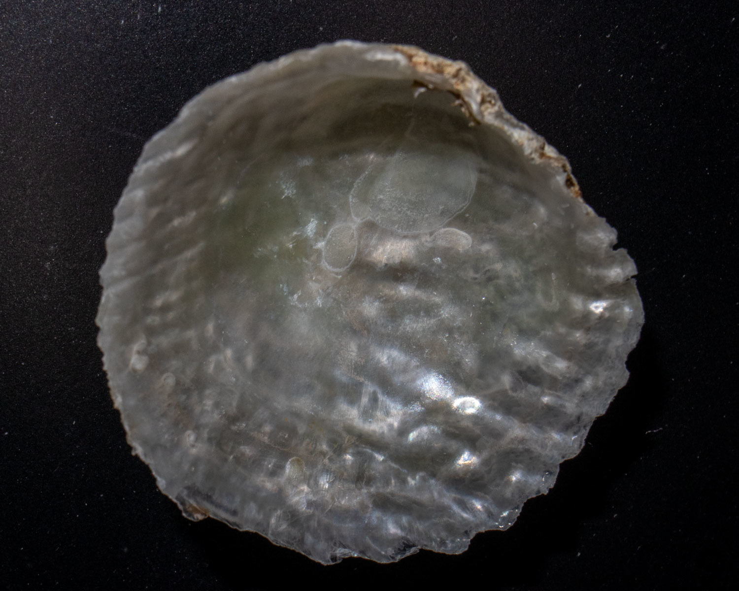 Heteranomia squamula (Linnaeus, 1758)