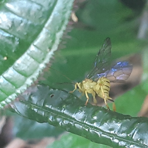Xanthopimpla aurita · iNaturalist Ecuador