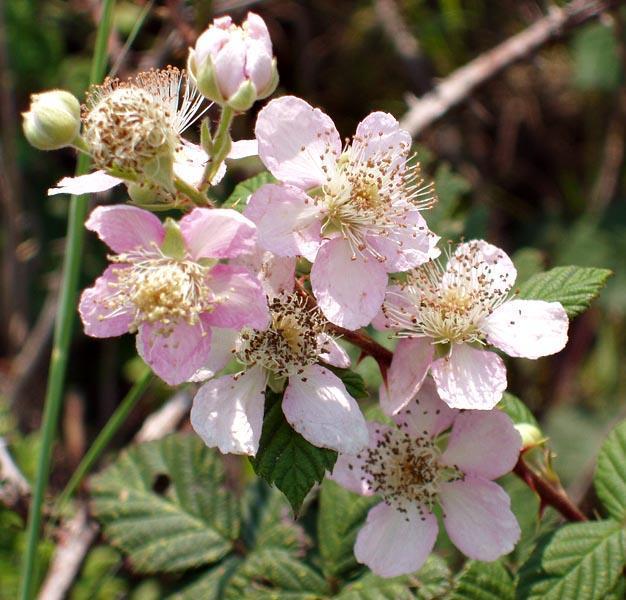 brambles from Hawane, by main road near Borrells Farm on January 13 ...