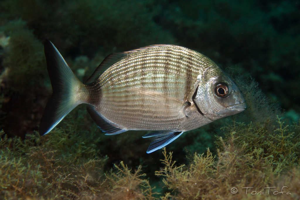Sargo (Saltwater Fish of California) · iNaturalist