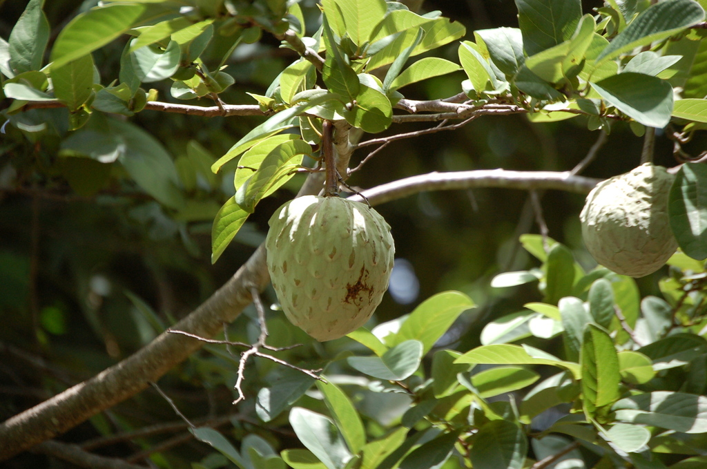 Ilama (Annona macroprophyllata) - Botanical Realm