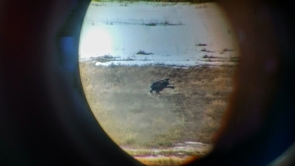 Golden Eagle from Meagher County, MT, USA on April 16, 2018 at 06:21 PM ...