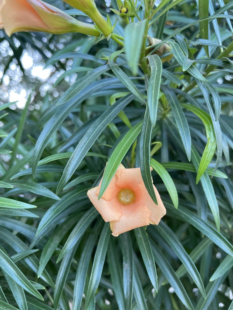 Be-still tree from Maputo, MZ on September 4, 2021 at 06:31 AM by Troos ...