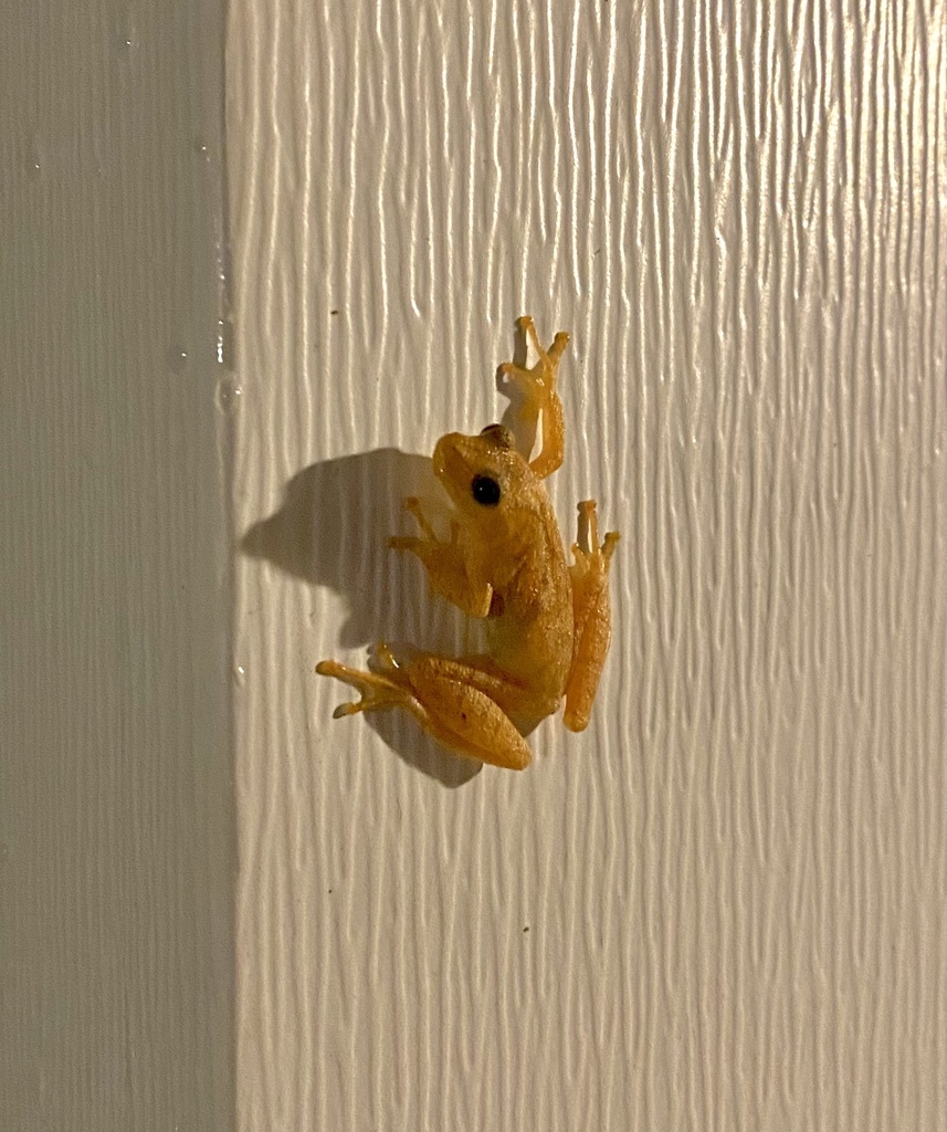 Spring Peeper from Appaloosa Trail, Chesapeake, VA, US on September 8 ...