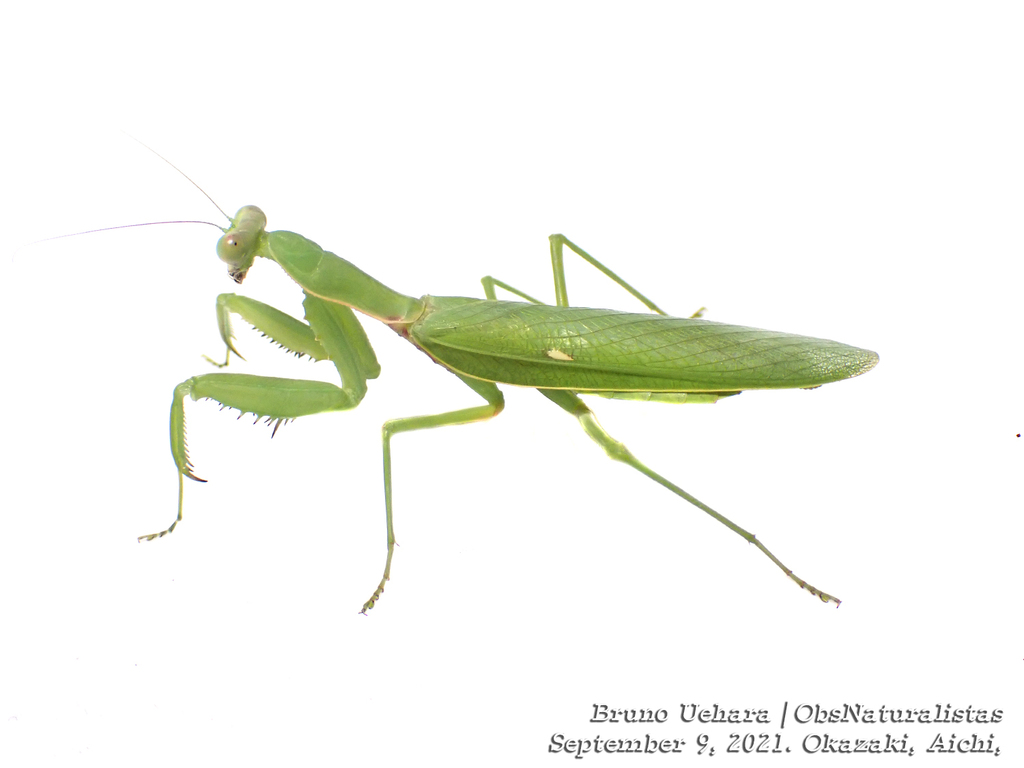 Giant Asian Mantis from Kugosakicho, Okazaki, Aichi 444-0851, Japão on ...