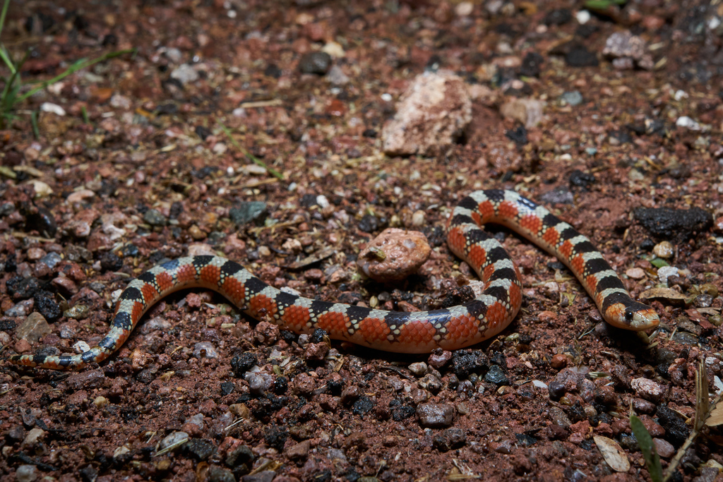 Thornscrub Hook-nosed Snake in September 2021 by Grigory Heaton. Huge ...