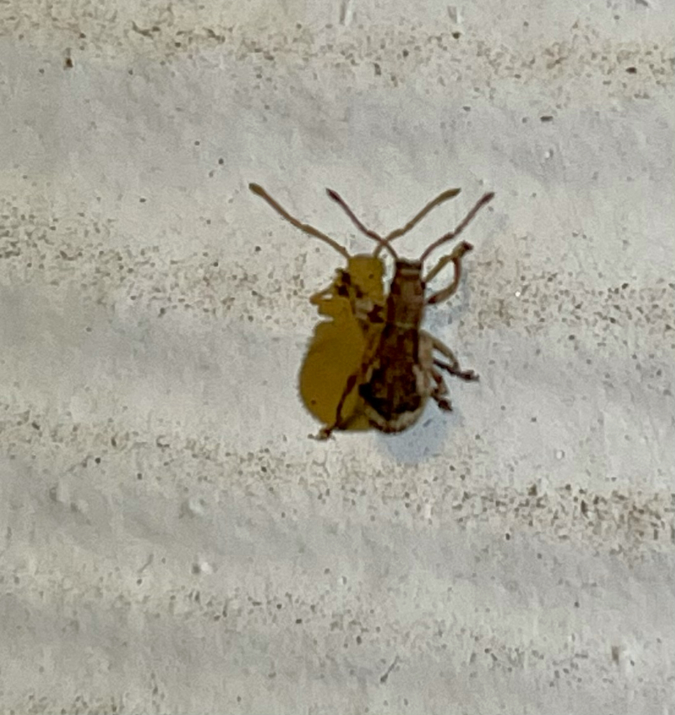 Peach Root Weevil from New Castle on September 7, 2021 at 09:11 PM by ...