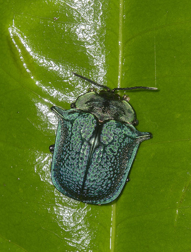 Omocerus creberrimus · iNaturalist