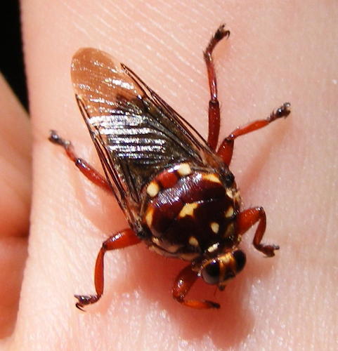 Cattle Louse Fly (Hippobosca rufipes) · iNaturalist