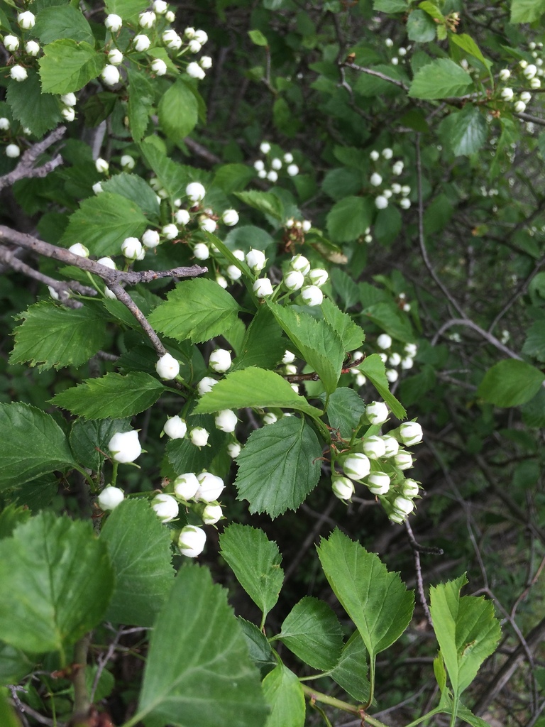 Caughnawaga hawthorn from Laval, QC, Canada on May 20, 2021 at 03:23 PM ...