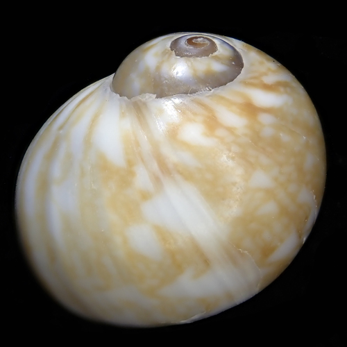 Natica buriasiensis · iNaturalist Mexico