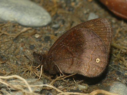 Manerebia cyclopella · iNaturalist