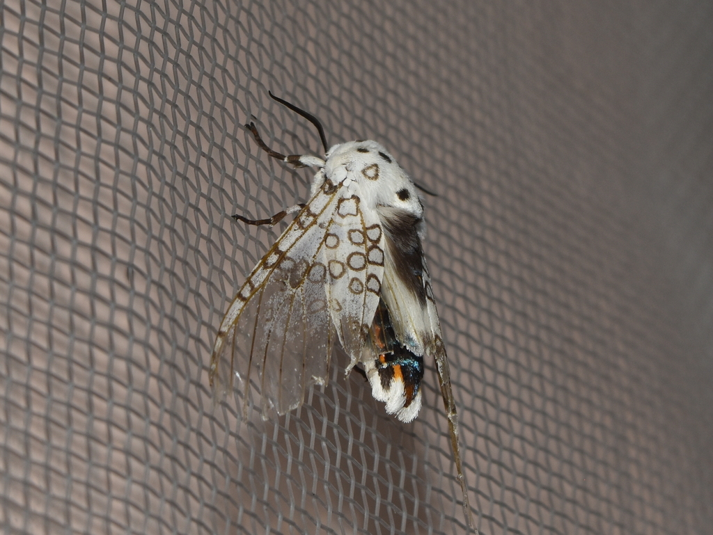 Giant Leopard Moth from Residencial Floresta, Irapuato, Gto., México on ...