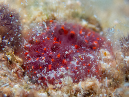 Demosponja (Mycale microsigmatosa)