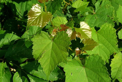 Winter grape (Plants of Overton Park's Old Forest, Memphis, TN ...