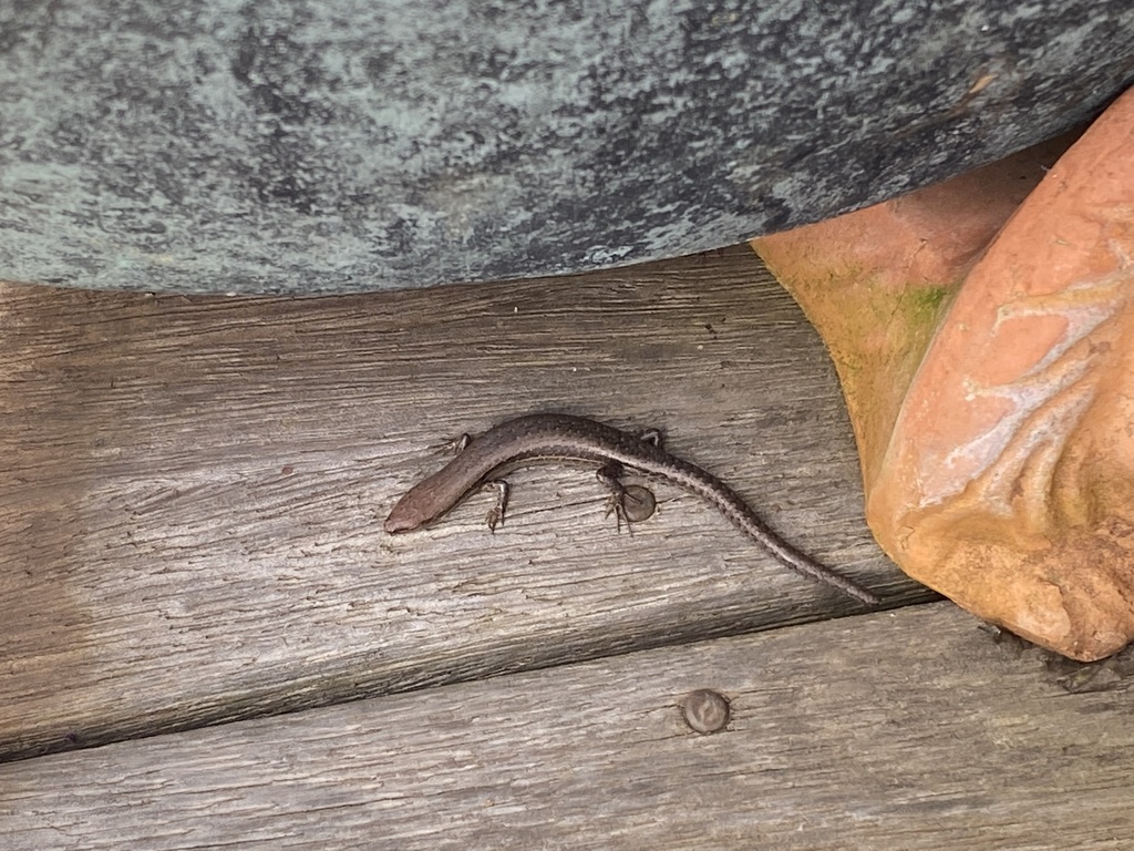 Delicate Garden Skink in September 2021 by Sue Tardif · iNaturalist