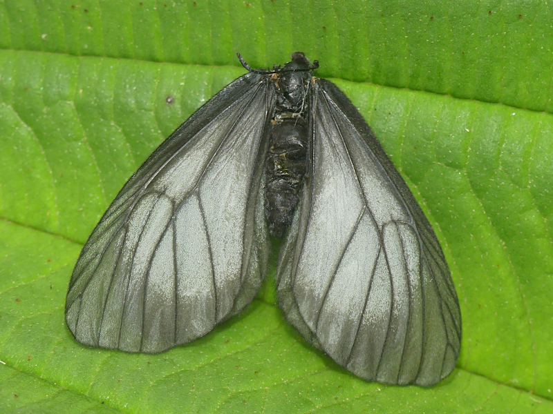 Styx infernalis Staudinger, 1875
