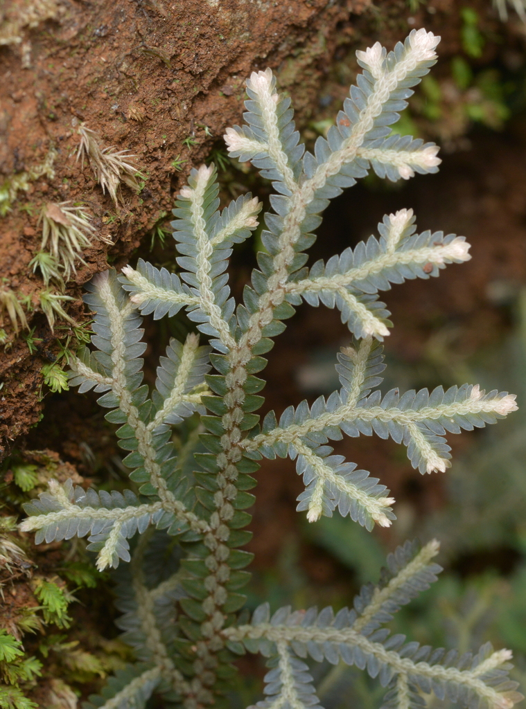 Selaginella neocaledonica from Yaté, Nouvelle-Calédonie on July 10 ...