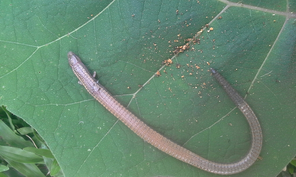 Two-colored Bachia from El Carmen de Chucurí, CO-ST, CO on April 09 ...