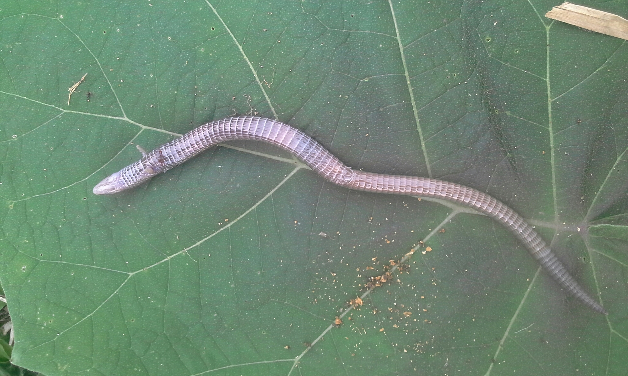 Bachia bicolor (Cope, 1896)
