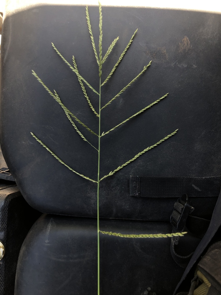 green sprangletop from Janos, CHIH, MX on September 8, 2021 at 09:11 AM ...