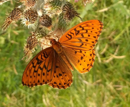Leto Fritillary (Butterflies of interior Western Oregon) · iNaturalist
