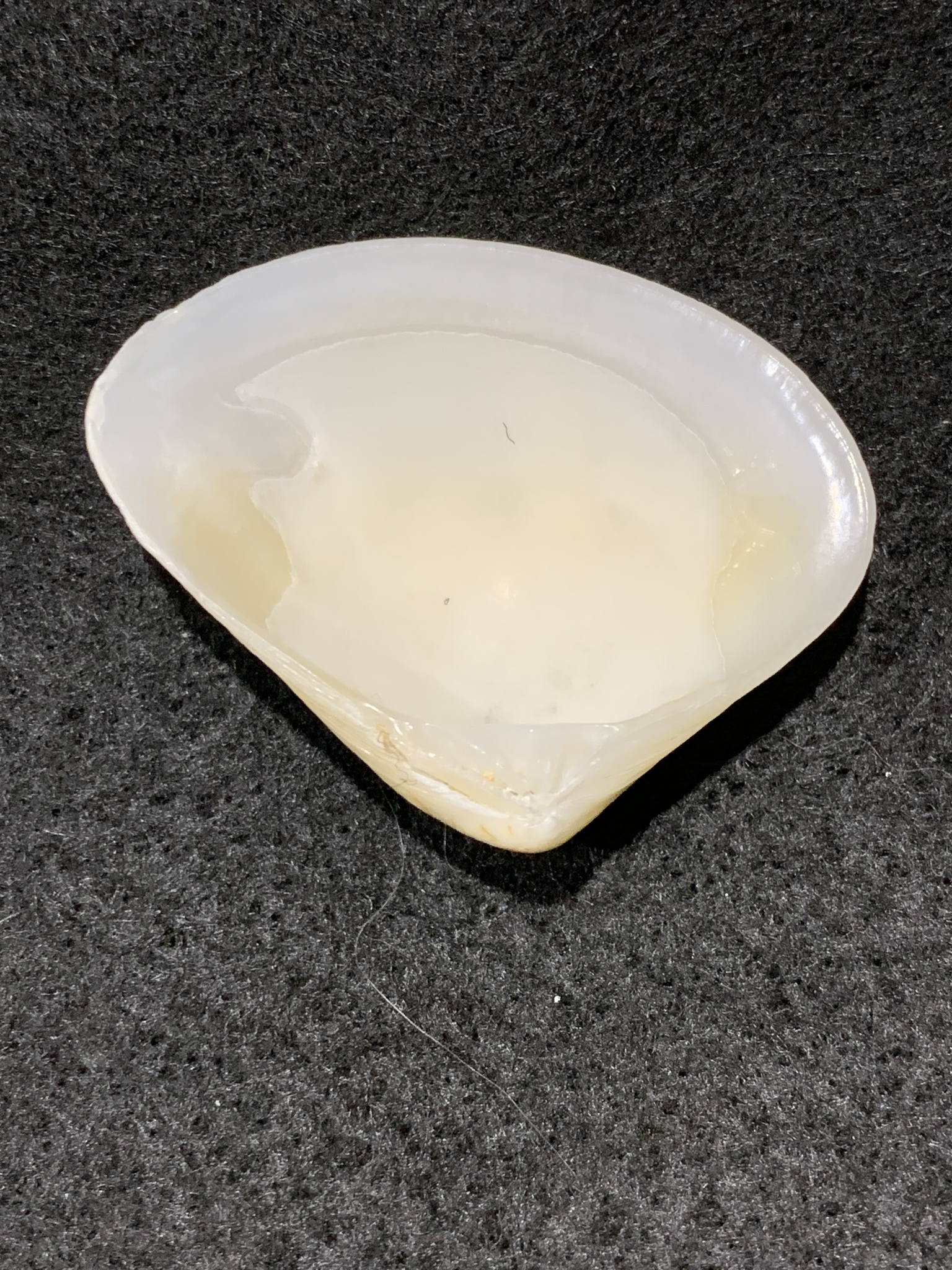 Gomphina undulosa (Lamarck, 1818)