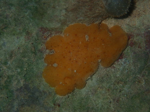 Dysidea variabilis · iNaturalist United Kingdom