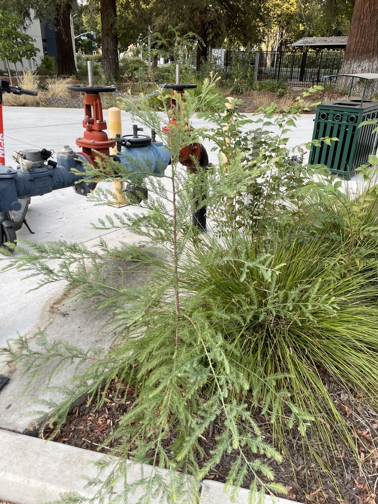 coast redwood from California State University - Sacramento, Sacramento ...