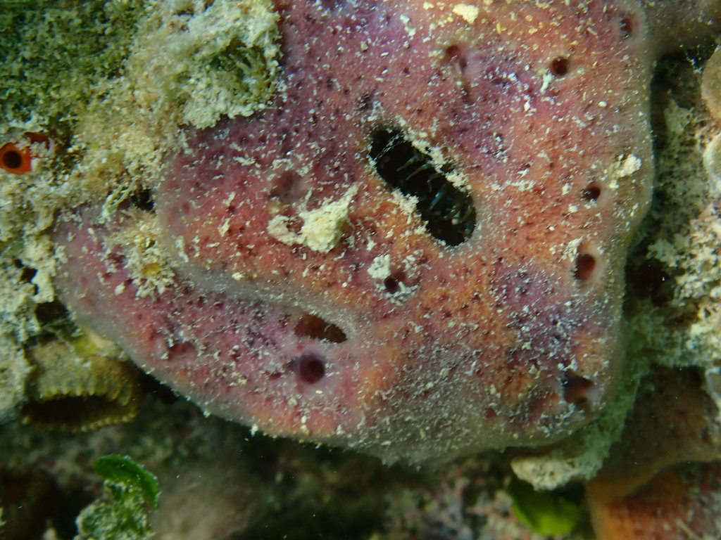 Niphates caycedoi from Hamilton Parish, Bermuda on August 21, 2021 at ...