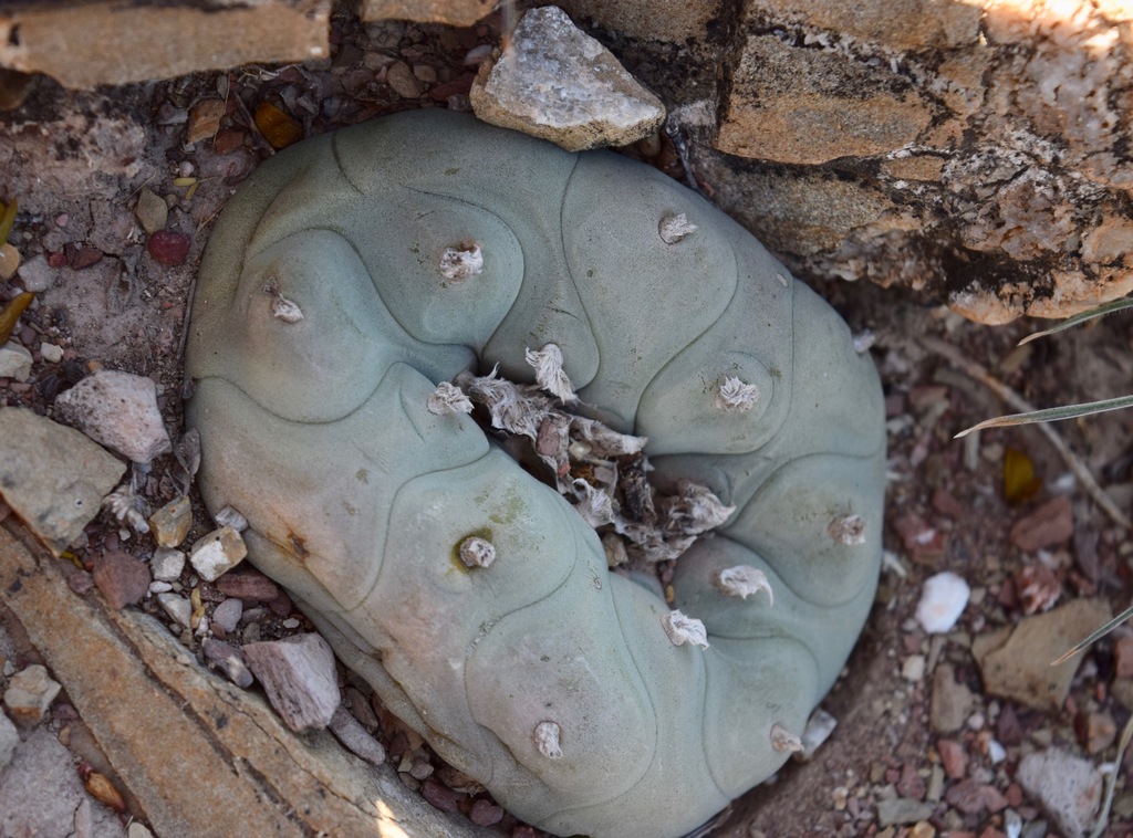 Lophophora diffusa in October 2020 by Idlegrraphics · iNaturalist