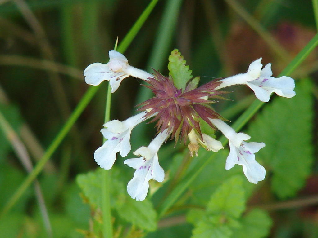 African Stachys (Plants of the Tygerberg Nature Reserve) · iNaturalist