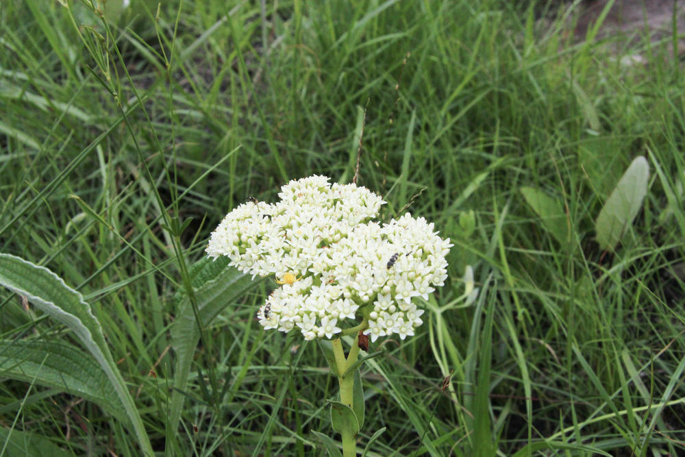 Crassula alba alba from Beacon Hill, Umtamvuna NR on November 6, 2014 ...
