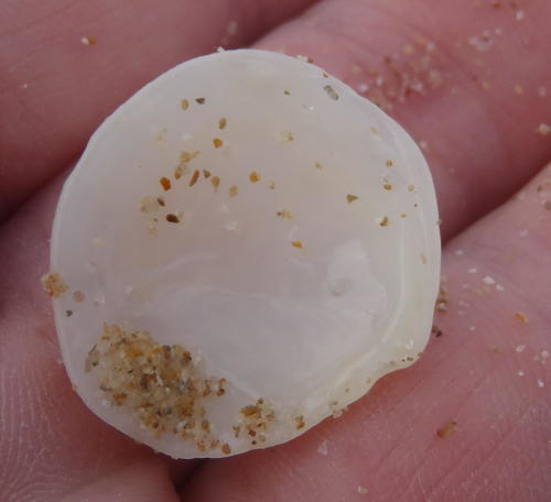 Genus Loripes · iNaturalist