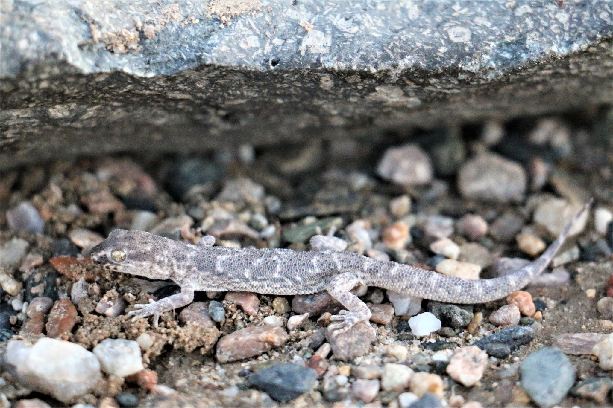 Alsophylax pipiens (Pallas, 1827)
