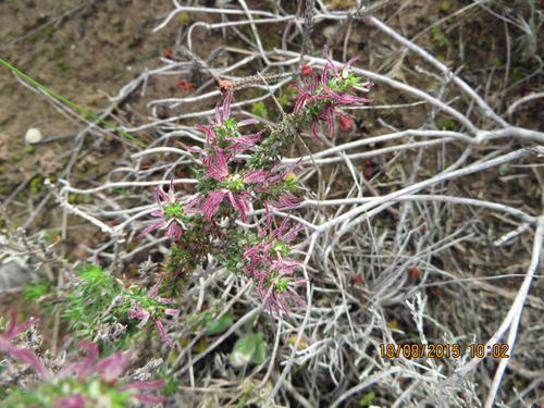Subespecies Nenax Acerosa Macrocarpa · Naturalista Mexico
