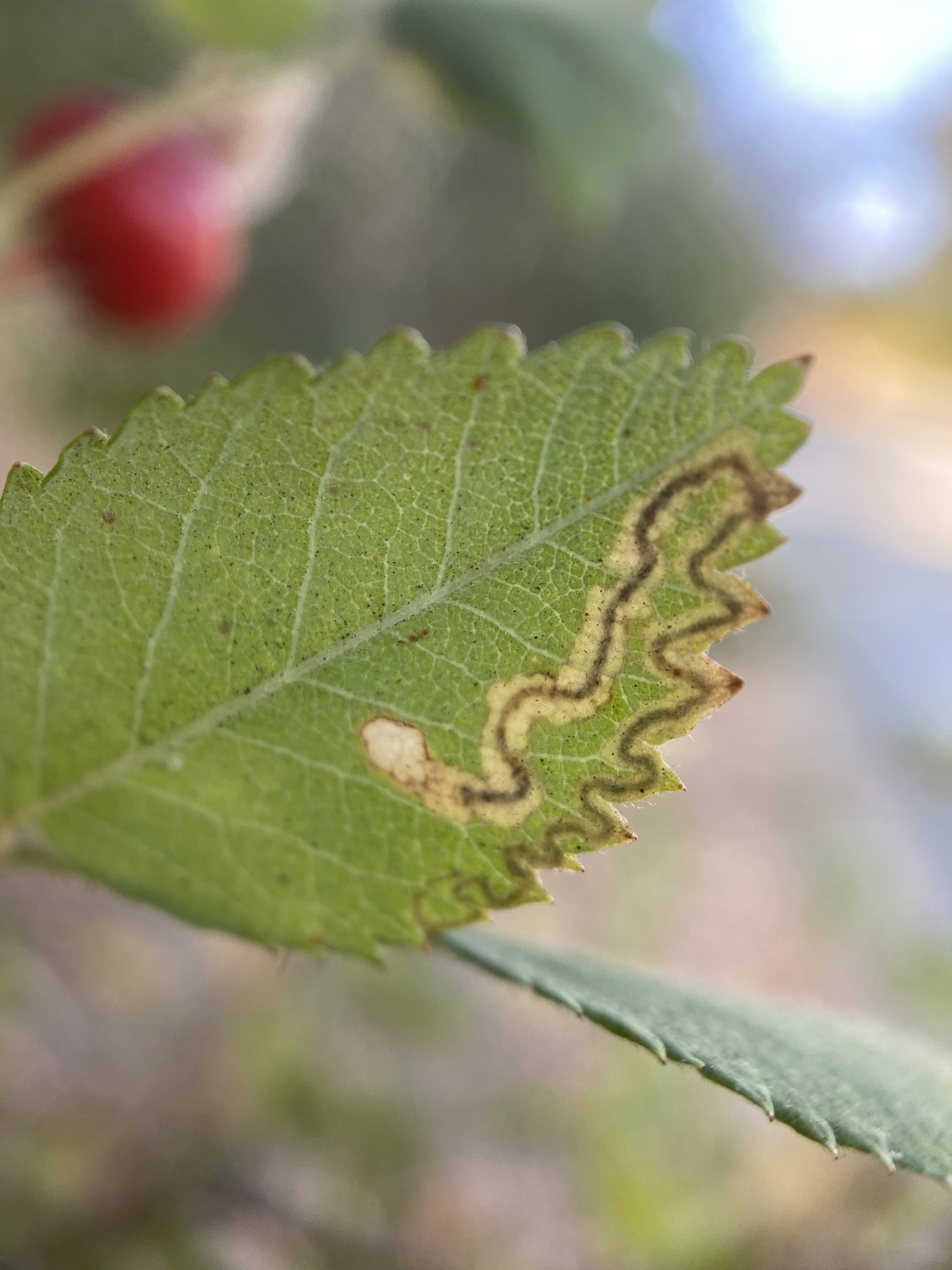Stigmella centifoliella (Zeller, 1848) Beirne, 1945