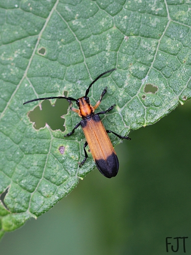 Genus Pannychis · iNaturalist