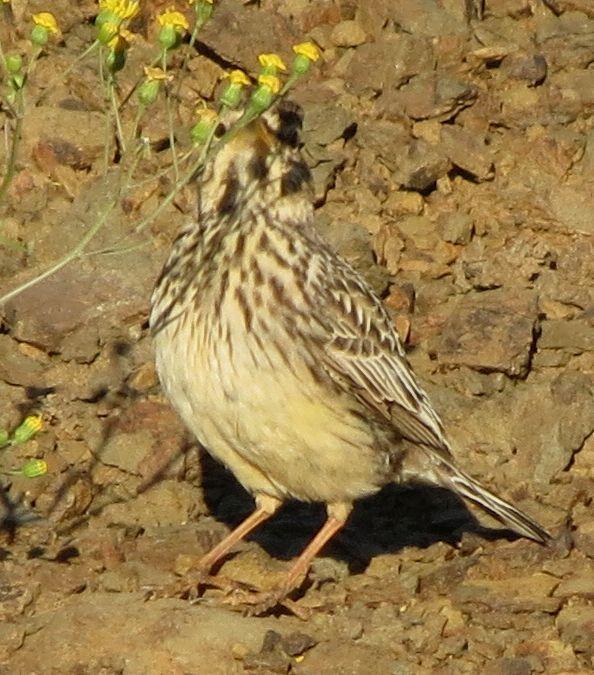 Large-billed Lark (Galerida magnirostris sedentaria) - Avian Discovery