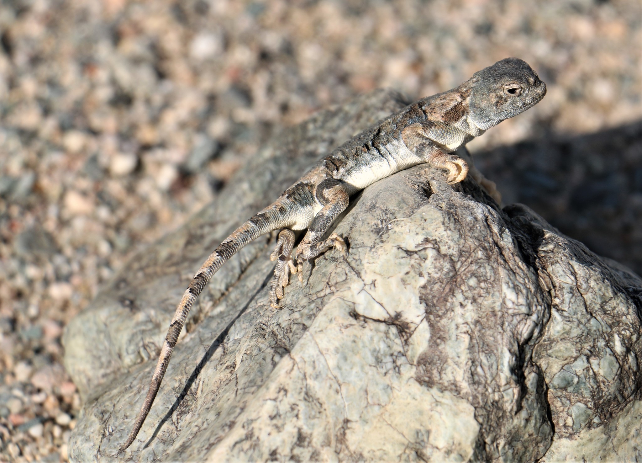 Phrynocephalus versicolor Strauch, 1876